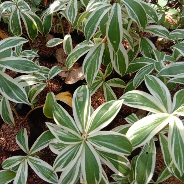 pohon hias pacing pentul varigata - pohon pacing pentul varigata ...