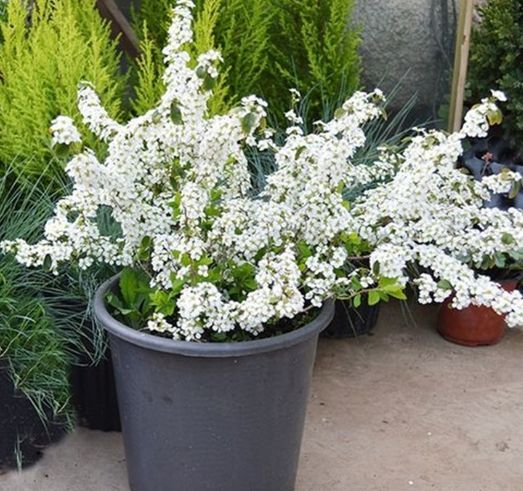 Spray snow saplings potted snow willow saplings Garden villa green ...