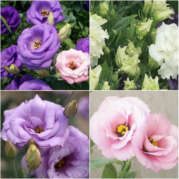 Eustoma Grandiflorum Flower Seeds Bonsai Eustoma Lisianthus Seeds for ...