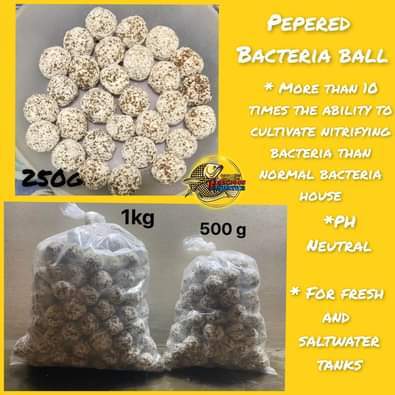 1 KILO PEPPERED BACTERIA BALLS/RING Stronger Bacteria Absorber | Lazada PH