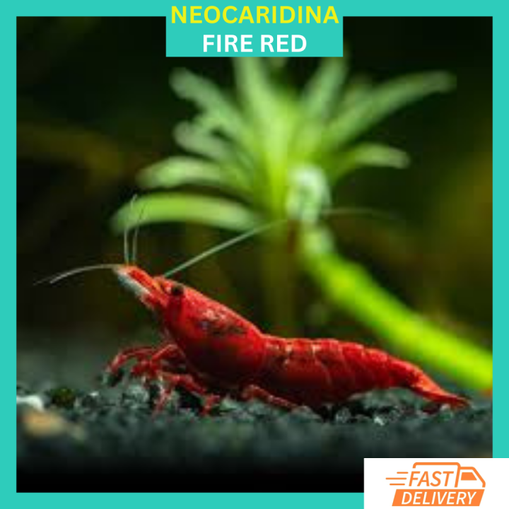 RFA Neocaridina Shrimp Fire Red Shrimp (High Imported Grade) | Lazada