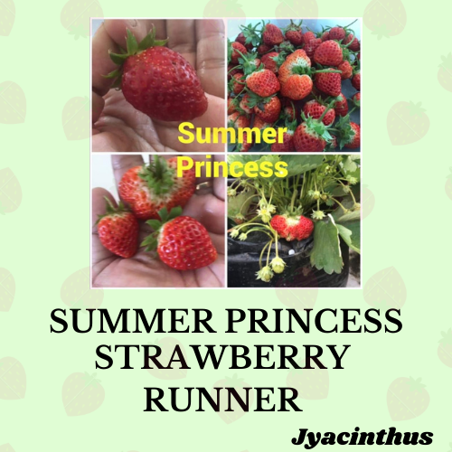 Summer Princess strawberry runners | Lazada PH