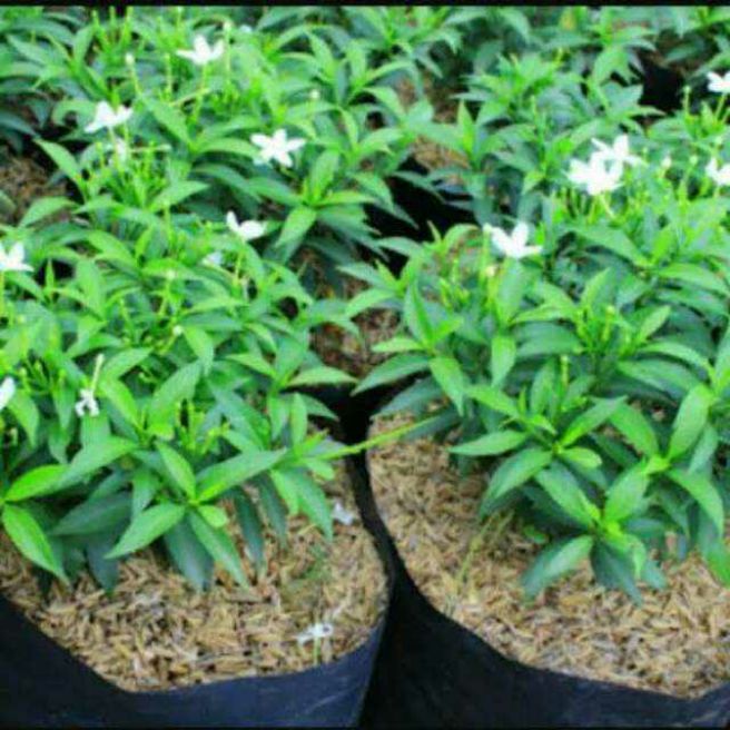 Pohon Karimbosa / Rembosa / Rembusa - Tanaman Hias Karimbosa | Lazada ...