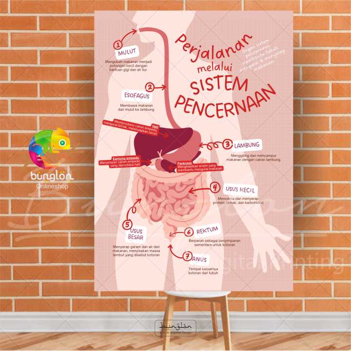 Poster Edukasi Perjalanan Sistem Pencernaan | Lazada Indonesia