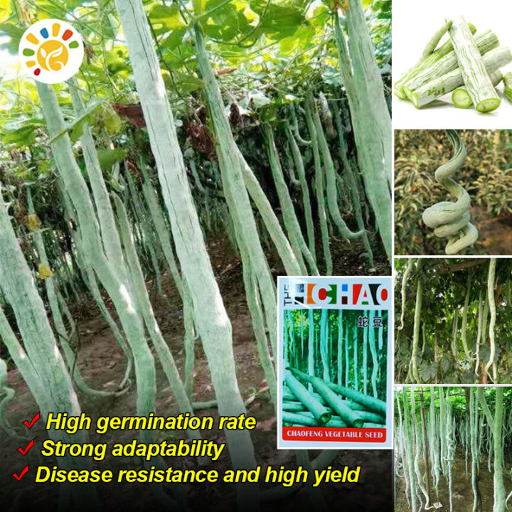 [Easy to plant seeds]100% Fresh Original Giant Long Snake Gourd Seeds ...