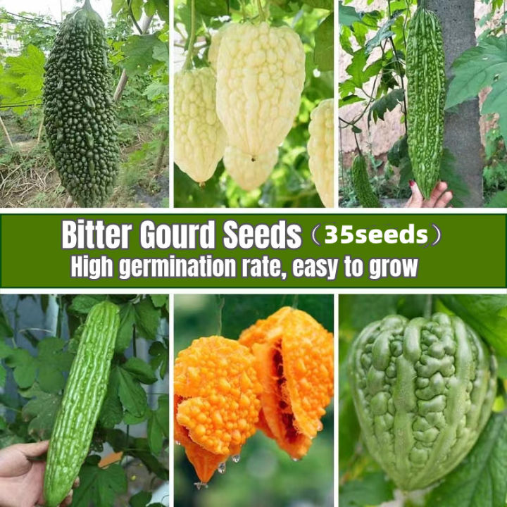 100% Original Good Quality Bitter Gourd Seeds for Planting (35 Seeds ...