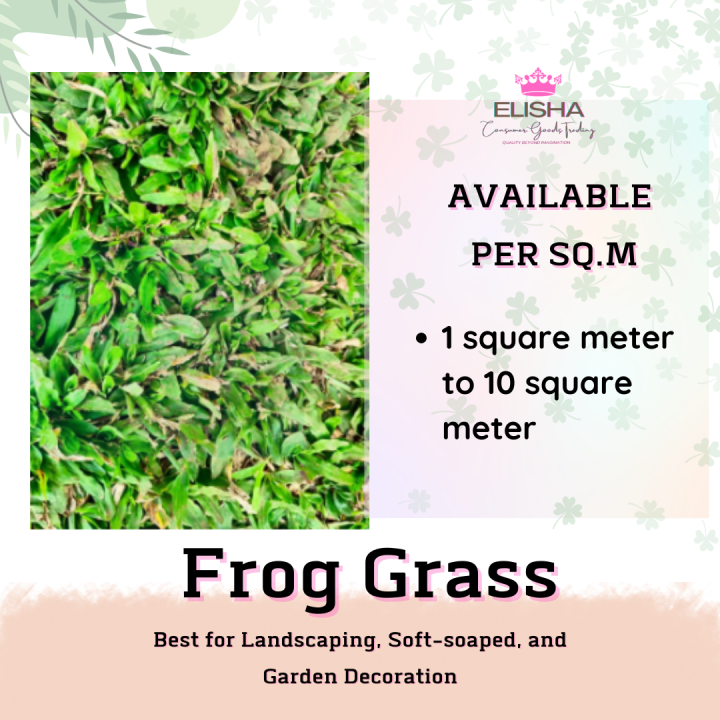 Frog Grass Live Plant Top Soil Cover Best for Landscaping and Garden ...