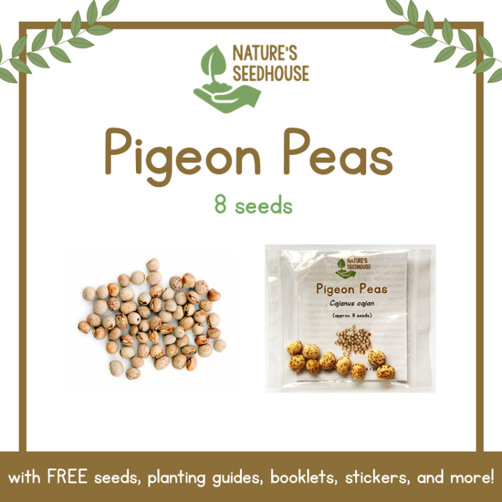 Pigeon Peas Seeds • Kadyos Seeds • Vegetable Seeds • Plant Seeds ...