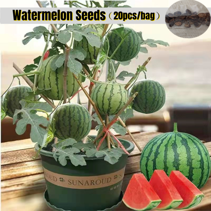 [Easy To Grow In Singapore] 20pcs Edible Dwarf Watermelon Seeds Fruit ...