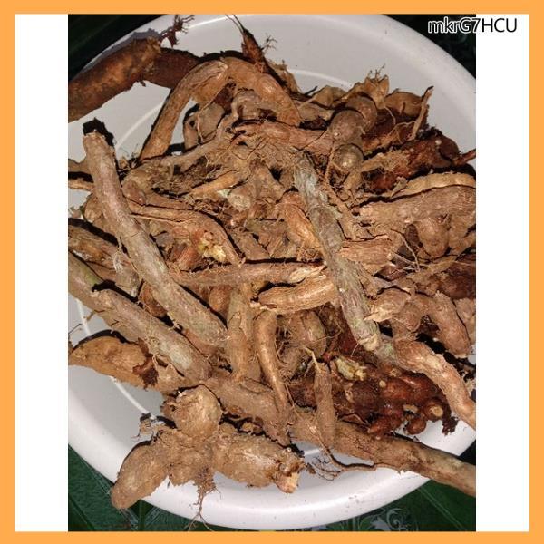 ⚘RAJA SATONG PENAWAR KENSERBISUL(original)☟ | Lazada