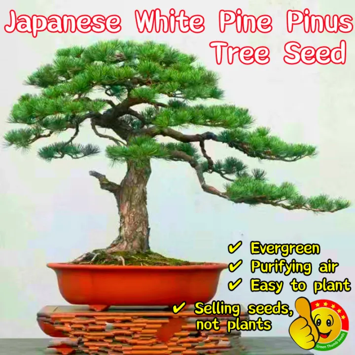 100% Original Rare Japanese White Pine Pinus Tree Seeds for Planting ...