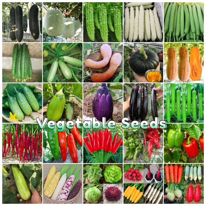 High Quality Vegetable Seeds for Planting - Assorted Vegetables Seeds ...