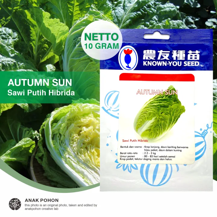 (1 PACK) Benih Sawi Putih Autumn Sun Hibrida F1 Seeds - Known You Seed ...