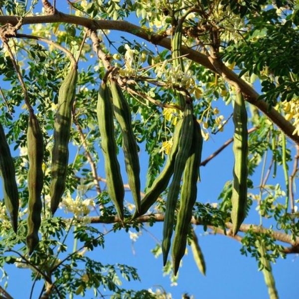 Pokok Murrunggai Munggai Moringa oliefera | Lazada