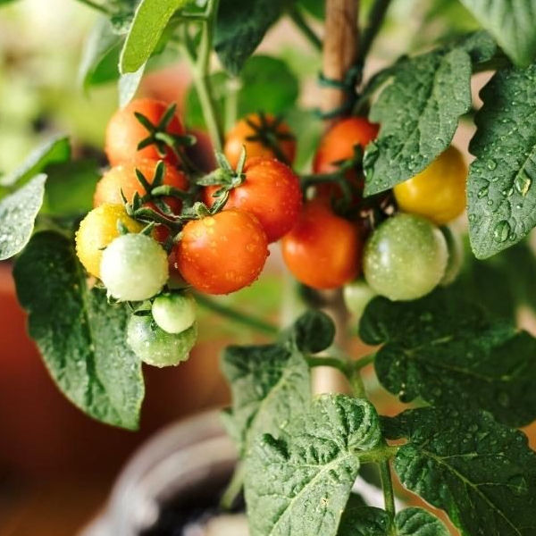 Sprinkles Tomato Seeds Sunset Mix Tomato Seeds Rare Tomato Seeds ...