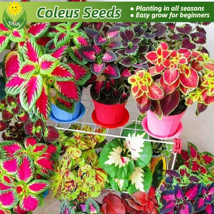 [Fast Growing Seeds] Fresh Coleus Seeds for Planting & Gardening (Mixed ...