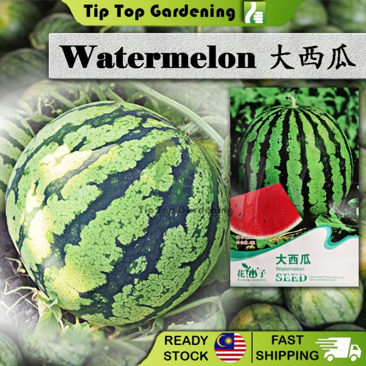 【EXPIRED】BIJI BENIH B109 WATER MELON FLOWER GODDESS VEGETABLE FLOWER ...