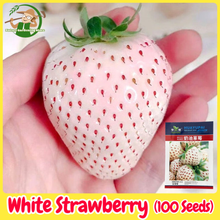 เมล็ดพันธุ์ สตรอเบอรี่สี ขาว บรรจุ100 เมล็ด White Strawberry Seed Fruit ...