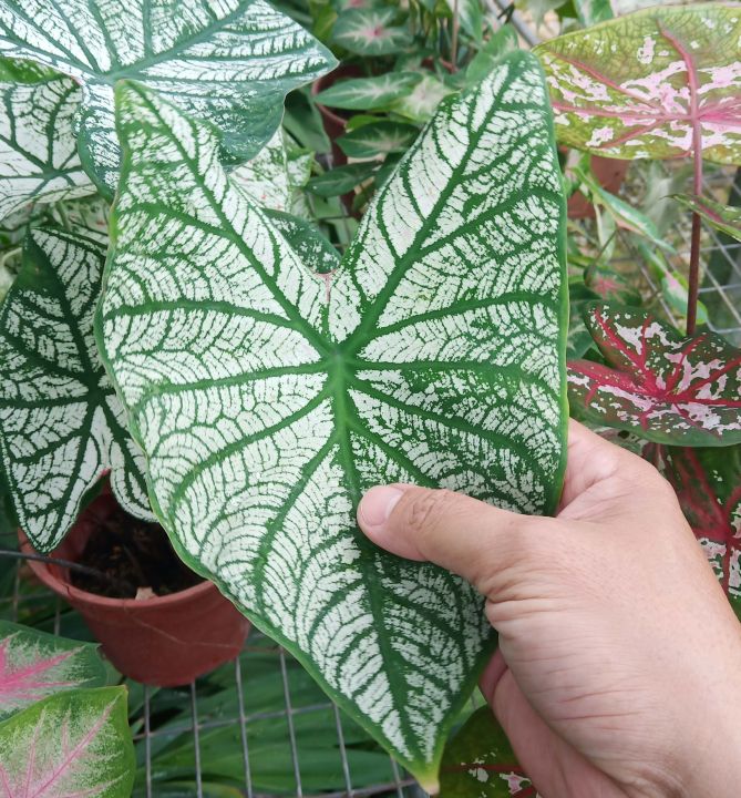House Plant - Caladium Tricolor " White Vision" | Lazada