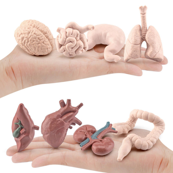Human Body Organs Model Educational Organs Anatomy Model for Over 3 ...