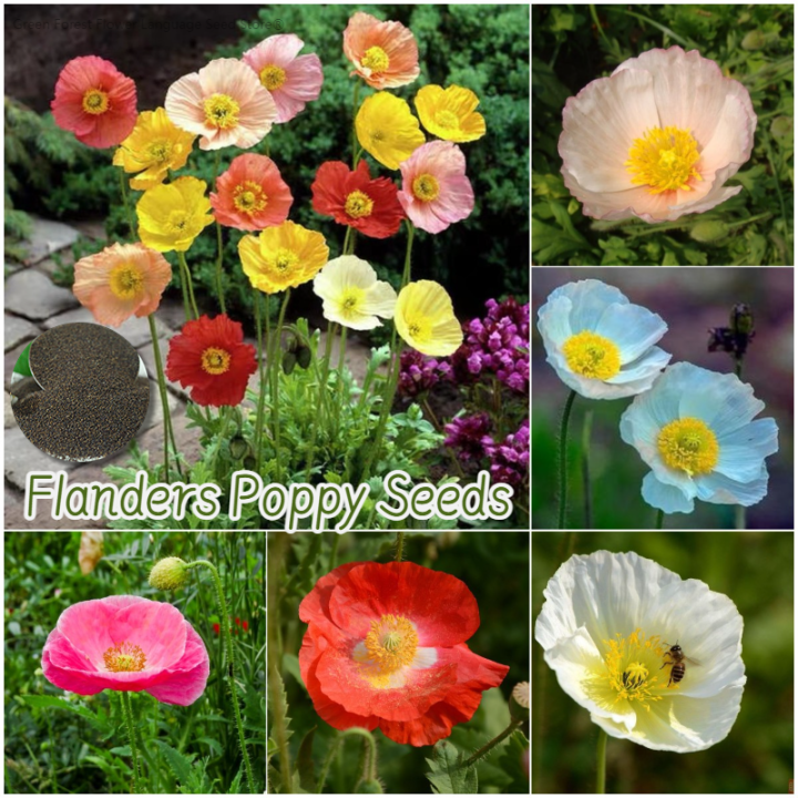 [Easy To Grow In Malaysia] Flanders Poppy Flower Seed (Mixed Color ...