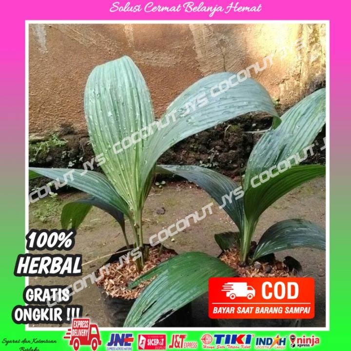 bibit tanaman pohon marasi-marasi lemba-marasi si pengubah rasa-pohon ...