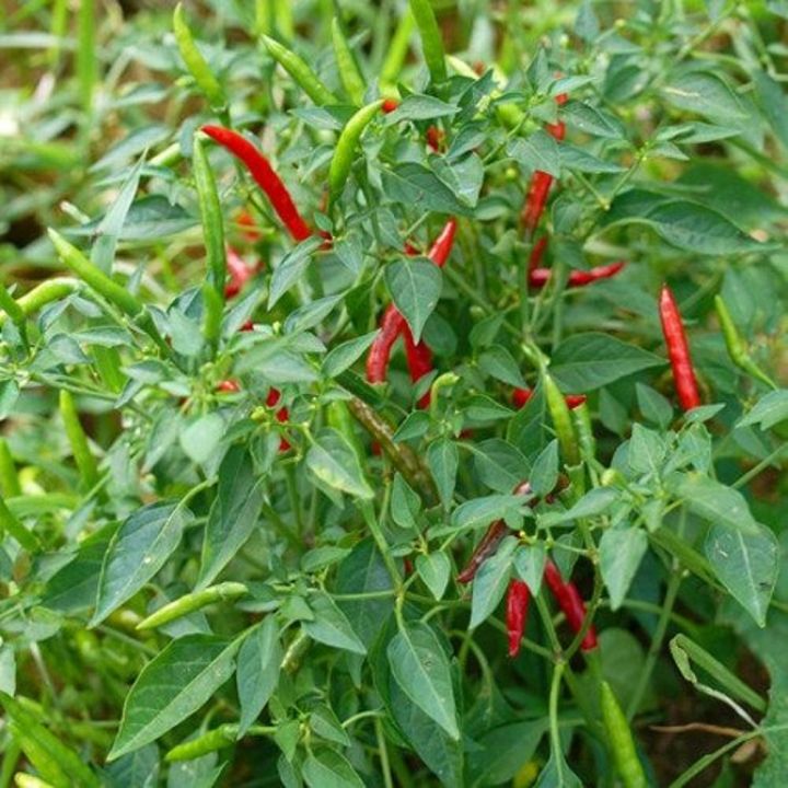 Biji benih Cili melaka cili api (Boleh tanam dalam pasu) | Lazada