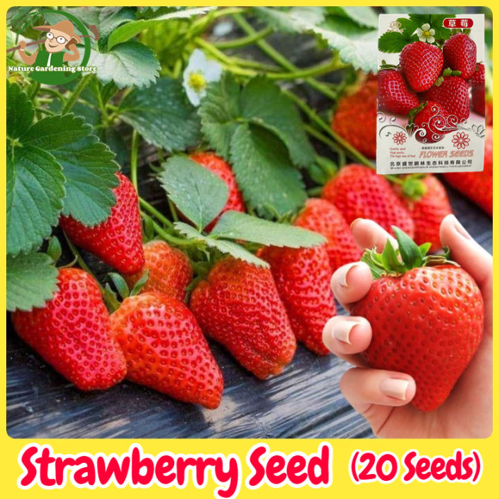 Fresh Organic Strawberry Seeds for Planting (20 Seeds) High Yield Sweet ...