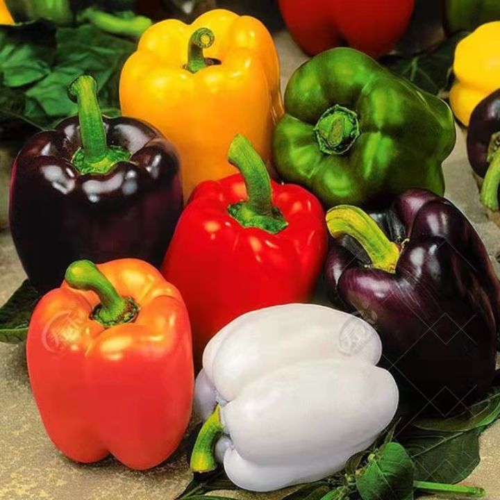High Quality Bell Pepper Mixed Colour Seeds for Sale (50pcs/bag) 灯笼甜辣椒 ...