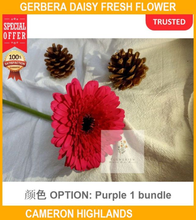 Gerbera Daisy Fresh Flower Cameron Highlands | Lazada