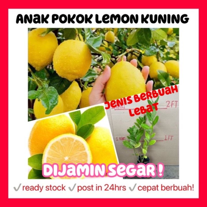 Rina • anak pokok lemon kuning australia • dijamin segar fruit sapling ...