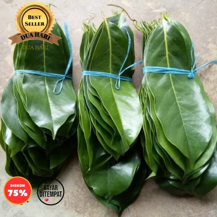 Daun sirsak segar 100 lembar di jamin segar//. | Lazada Indonesia