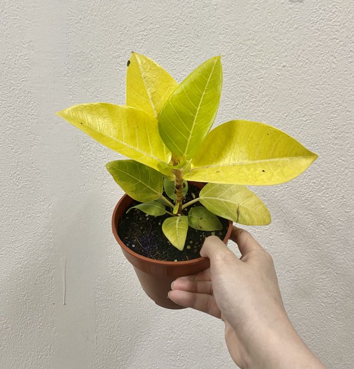 Ficus Altissima Gold Plant - Fresh Gardening Indoor Plant Outdoor ...