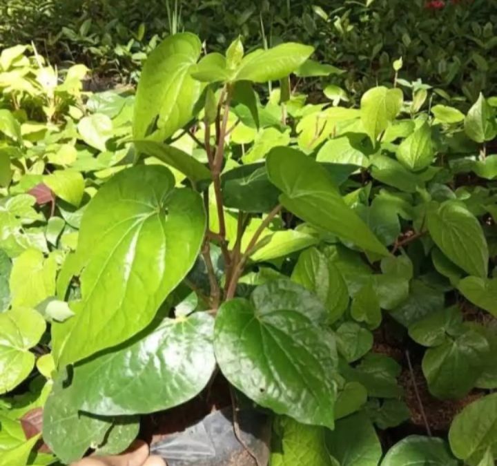 Tanaman obat sirih hijau - Tanaman herbal sirih hijau - Tanaman kaya ...