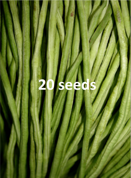 sitaw / string bean seeds - 20pesos per pack - condor seeds - plant ...