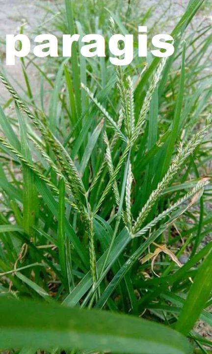 paragis clean and air dried 5 whole plant | Lazada PH