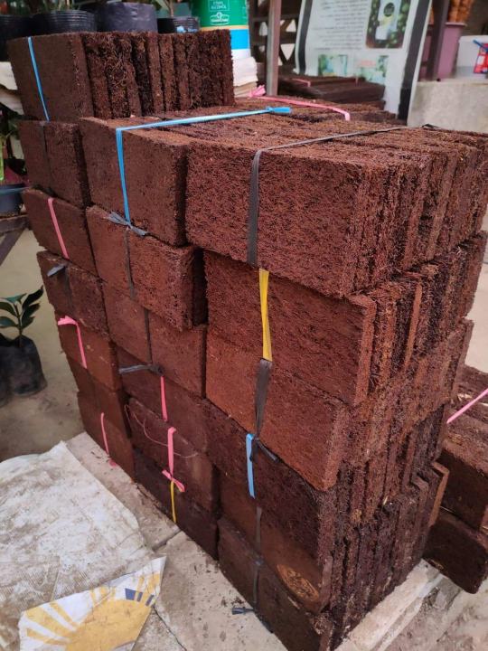 [BOGO] Organic Coco Fern Block/Slab (5 X 11 X 1 Inches) Good for ...