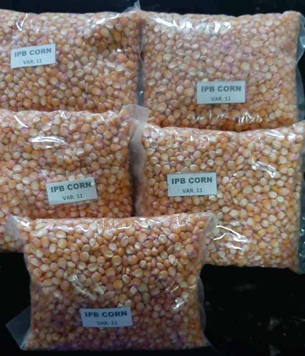 IPB VAR 11 Yellow Corn Planting Seeds 1kl pack | Lazada PH