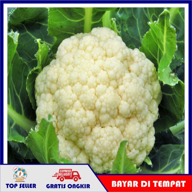 COD Benih/Bibit Bunga Kol Snow White F1 (Known You Seed) BLA02 | Lazada ...