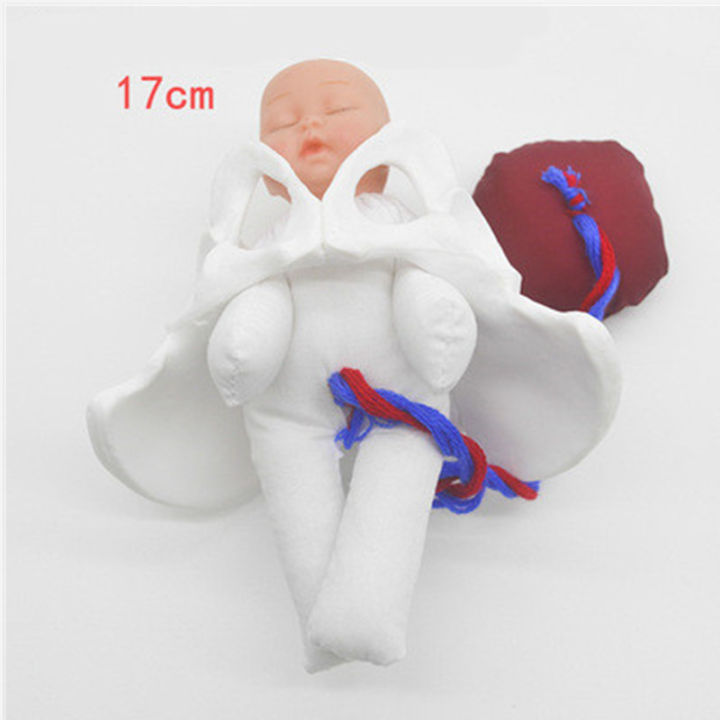 【Thriving】 Childbirth Demonstration Mini Pelvis Model With Fetus And ...