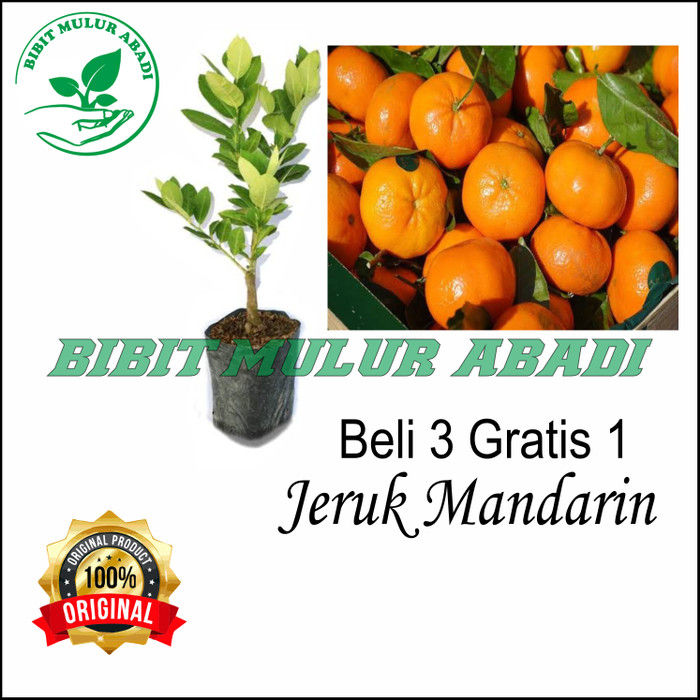 Obral bibit buah jeruk mandarin - bibit tanaman Terlaris | Lazada Indonesia