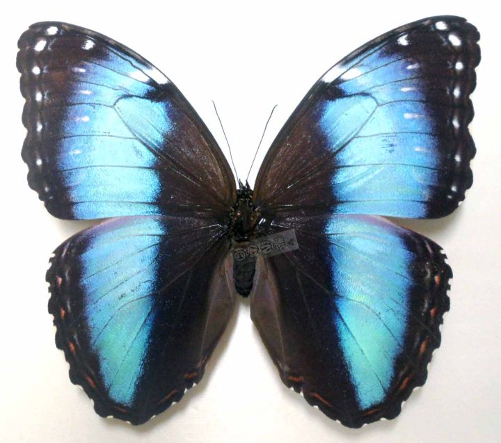 Morpho helenor theodorus female butterfly specimen of true butterfly ...
