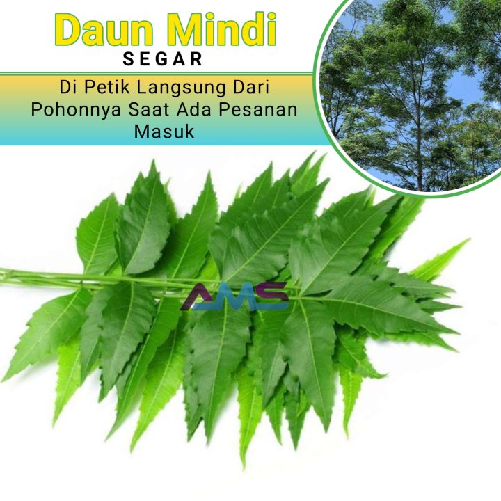 Daun Mindi / Mimba Segar 1,kg ambil langung saat ada pesanan masuk ...