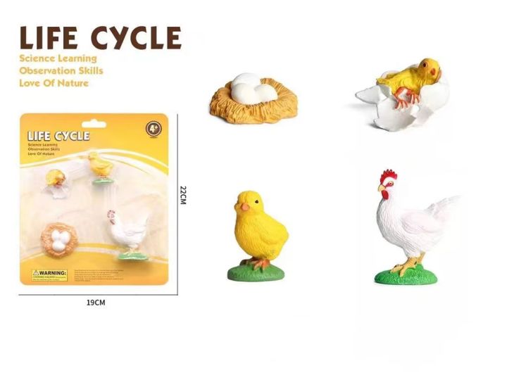 Teaching Resources Life Cycle of Chicken Models | Lazada Singapore Teaching Resources Life Cycle of Chicken Models | Lazada Singapore