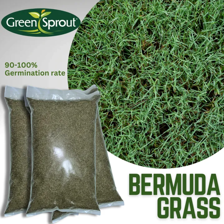 Bermuda Grass Seeds 1KG-500g Pang Lawn at Landscaping, Damo para sa ...