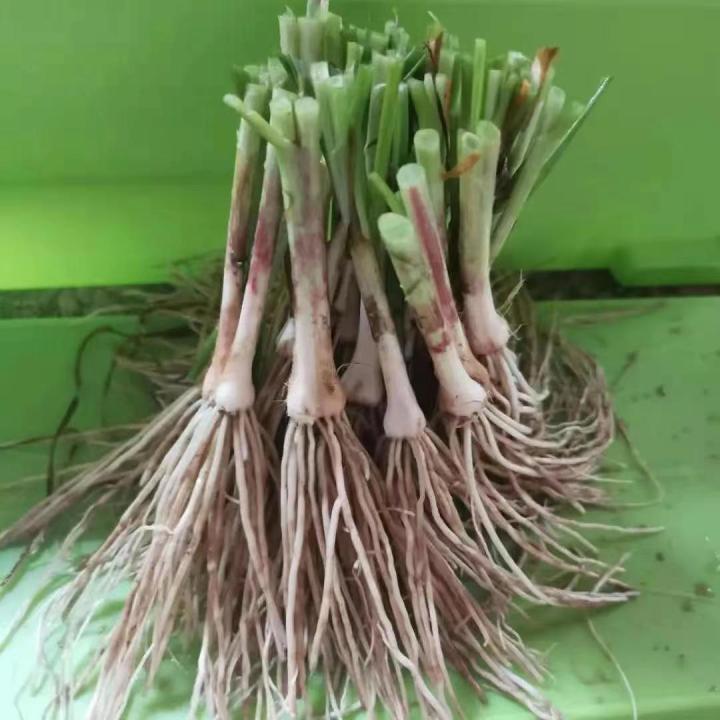 Chive Roots and Seedlings in Four Seasons 791 Snow Chive Roots, Middle ...