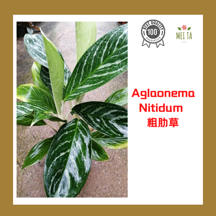 Aglaonema Nitidum 粗肋草 commutatum Schott Araceae Chinese evergreen ...