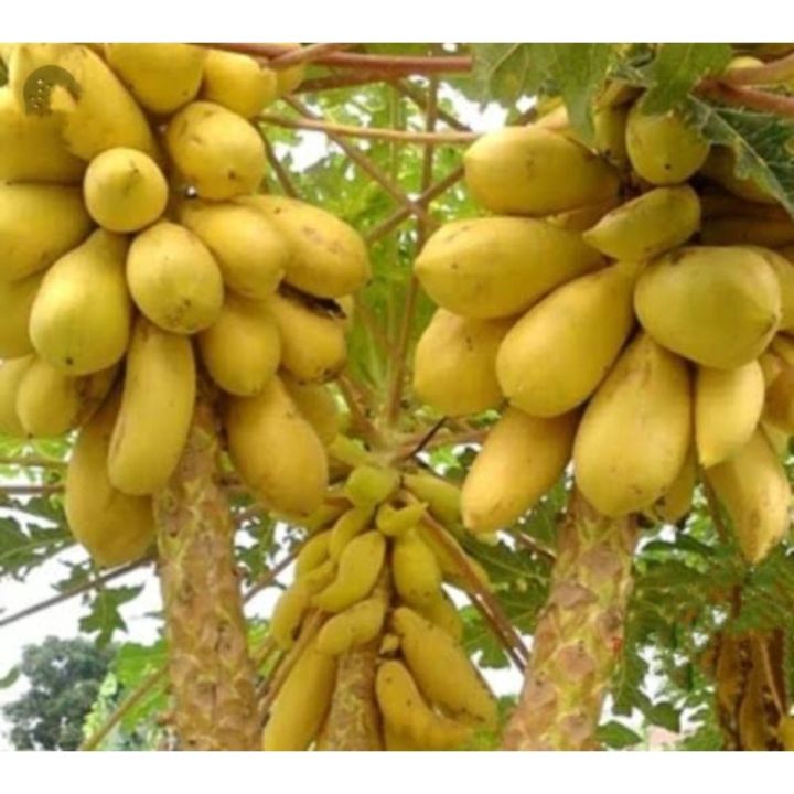 Benih PEPAYA KUNING GOLDEN unggul isi 2 biji | Lazada Indonesia