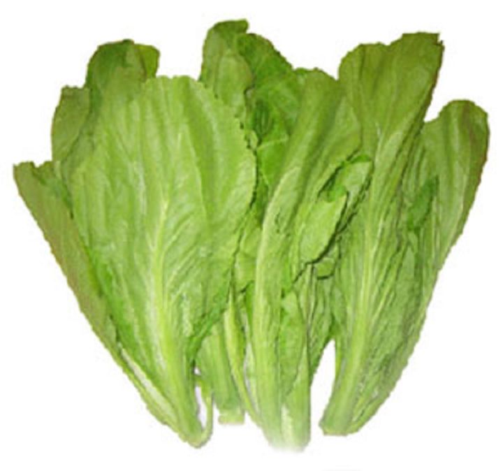 MUSTASA SEED`S (MUSTARD) FAST GROWING "HYBRID" | Lazada PH