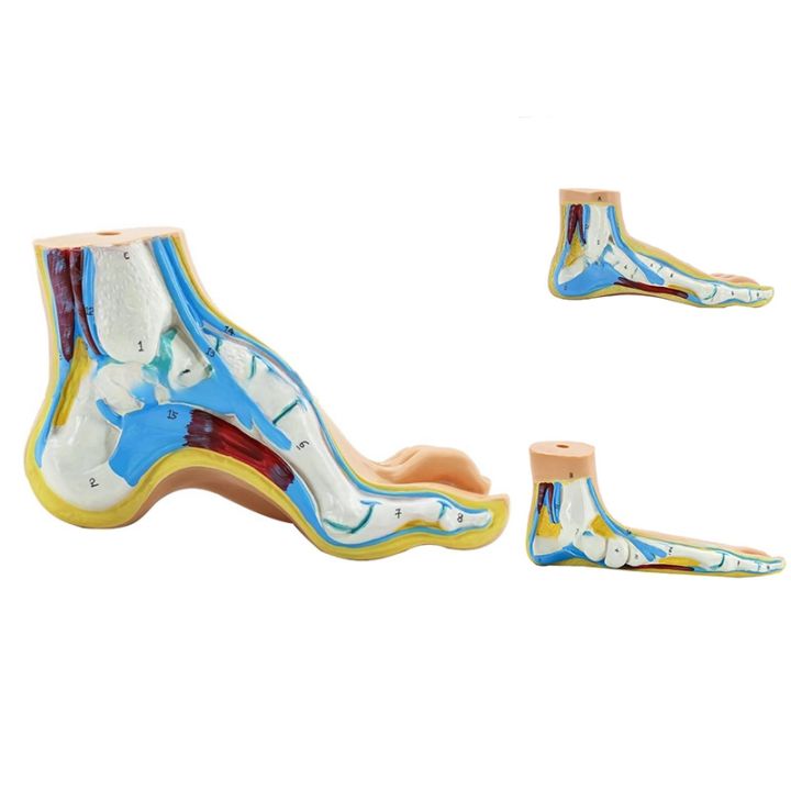 Foot Anatomy Model, Human Anatomy Foot Model, Normal Flat Arched Foot ...